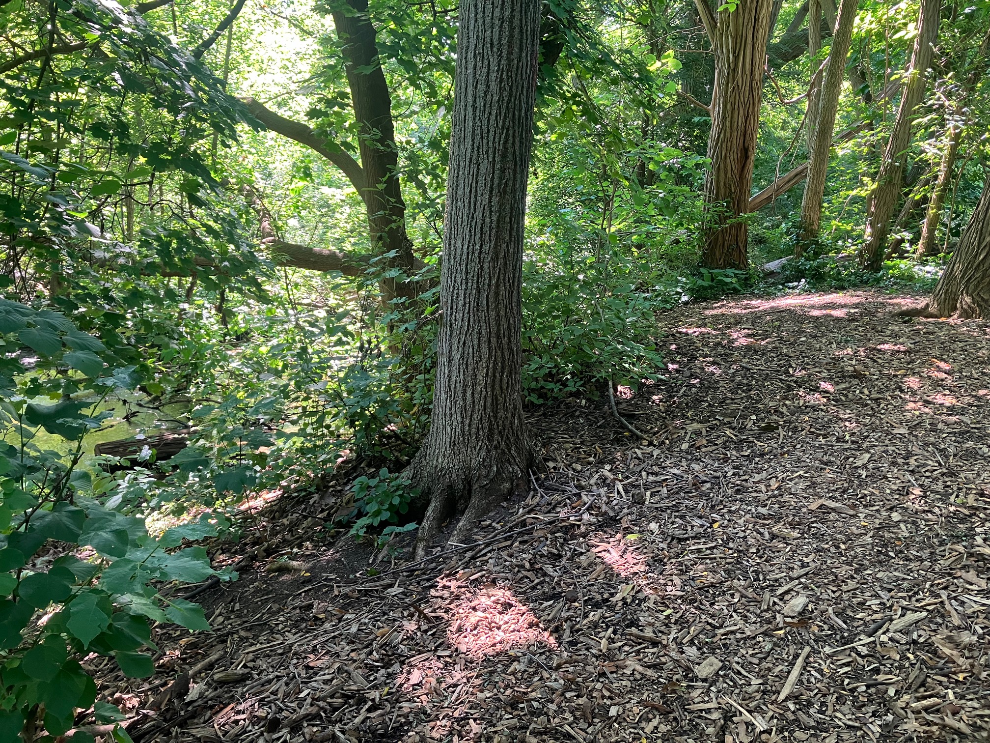 CCC and AQ adopt Wilcox Park | Coldbrook Creek Community